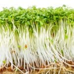 Sprouting 101: What Is Sprouting? All About Sprouts!