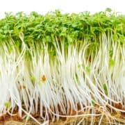 Sprouting 101: What Is Sprouting? All About Sprouts!