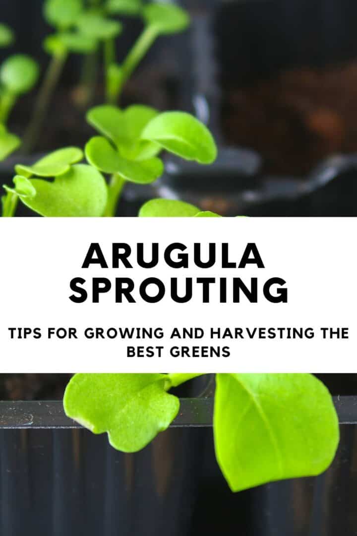 Arugula Sprouting: Tips for Growing and Harvesting the Best Greens