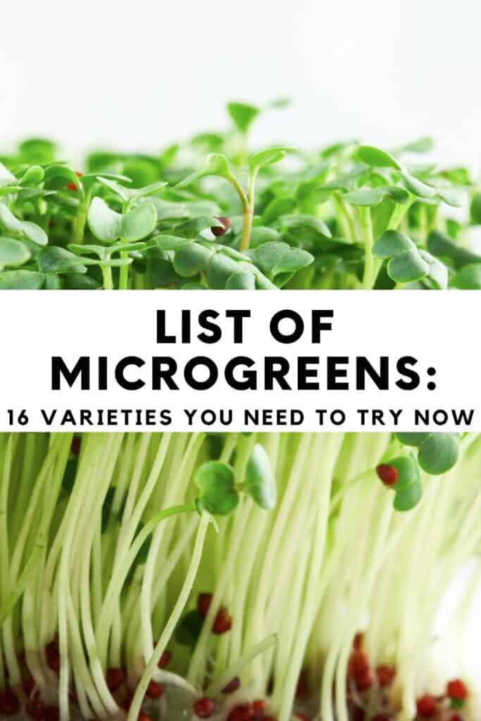 List of Microgreens: Best Varieties You Need to Try Now