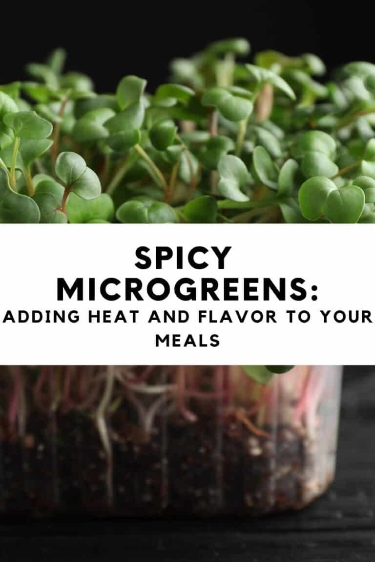 Spicy Microgreens: Adding Heat and Flavor to Your Meals