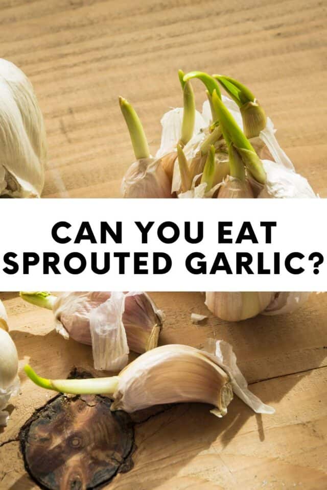 Can You Eat Sprouted Garlic? - The Wonderful World of Sprouts