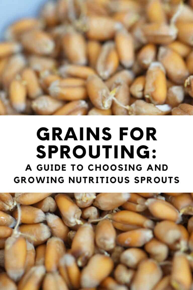Grains for Sprouting: Growing Nutritious Grain Sprouts