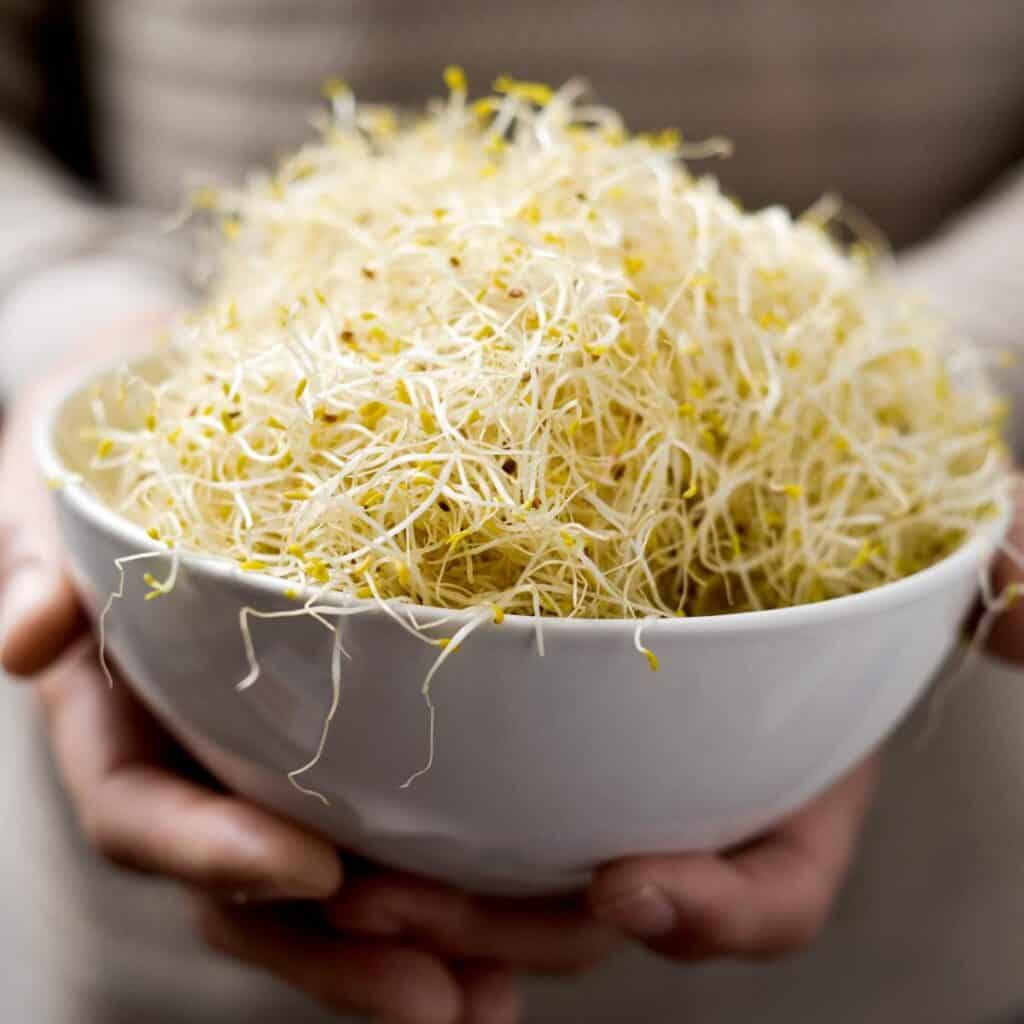 Sprouting 101: What Is Sprouting? All About Sprouts!