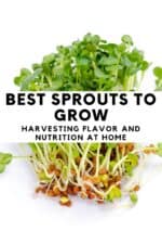 Best Sprouts to Grow: Harvesting Flavor and Nutrition at Home