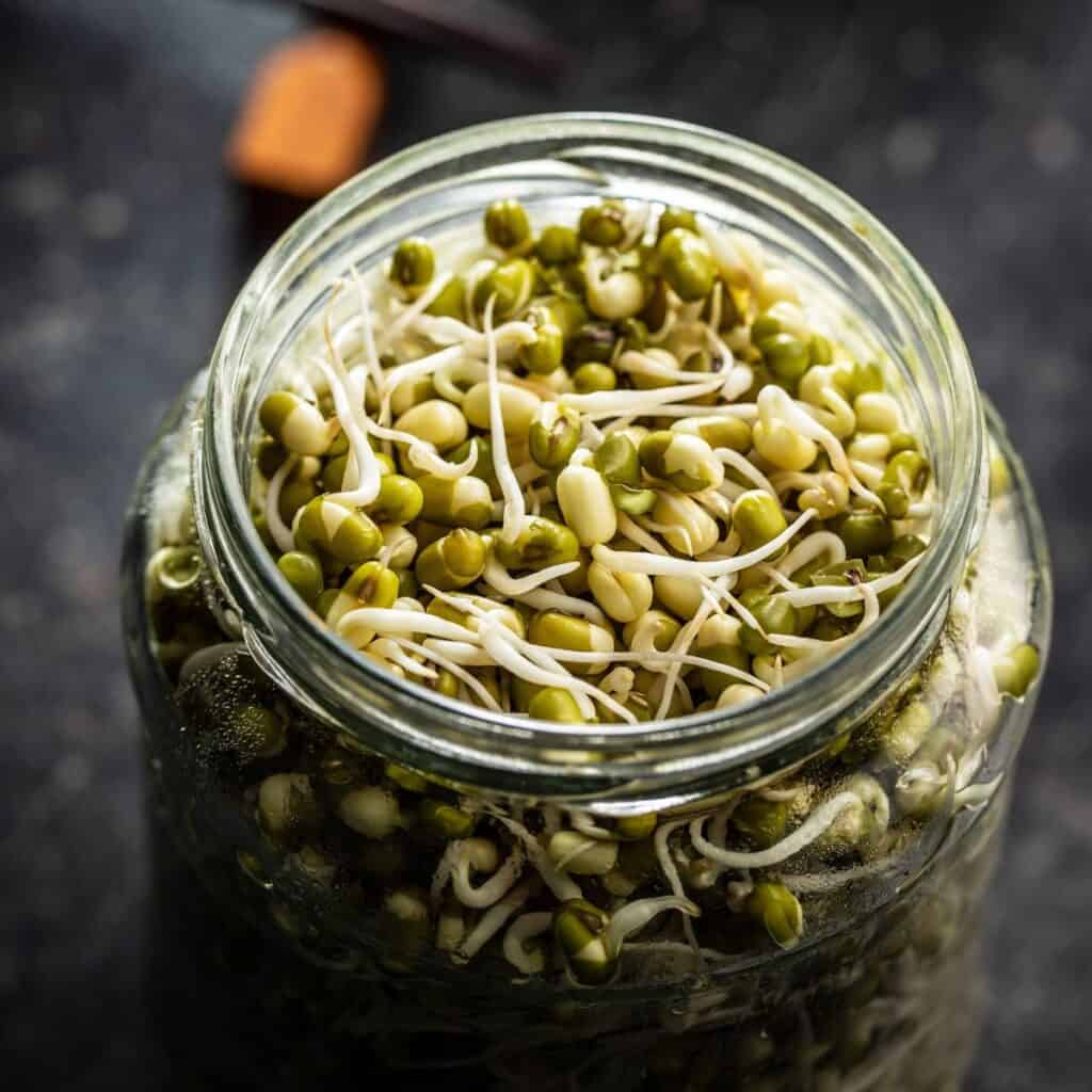 How To Sprout Lentils - The Wonderful World of Sprouts