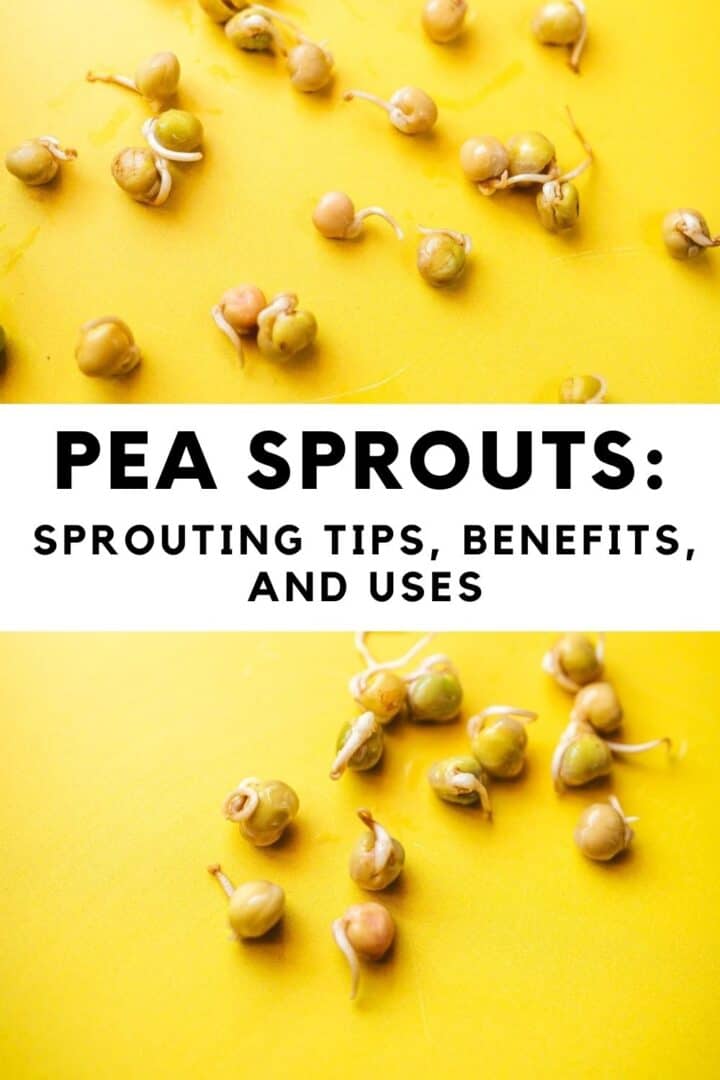 Pea Sprouts: How to Sprout Peas