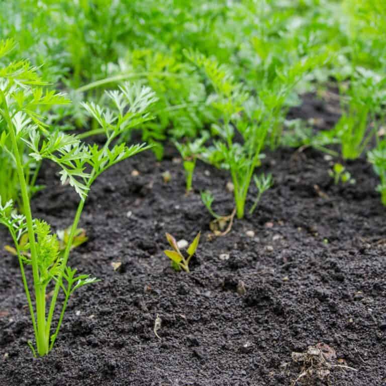 A Comprehensive Guide to Different Types of Sprouts