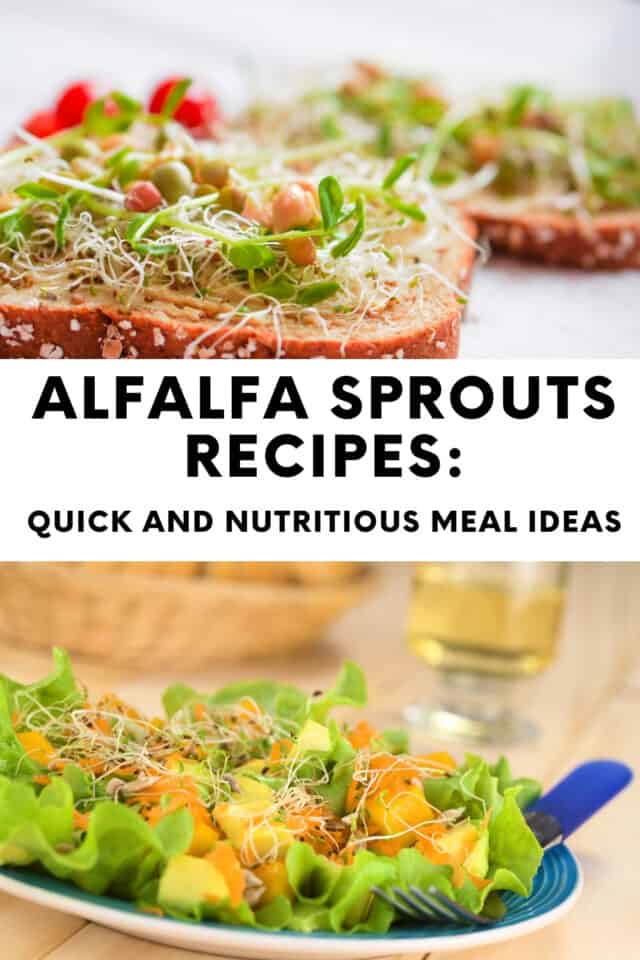 Delicious Alfalfa Sprouts Recipes