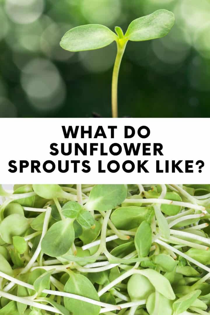 What Do Sunflower Sprouts Look Like?