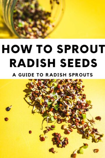 How to Grow Radish Sprouts - The Wonderful World of Sprouts