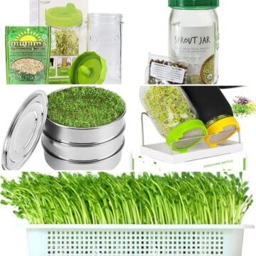 Best Sprouting Kits - The Wonderful World of Sprouts