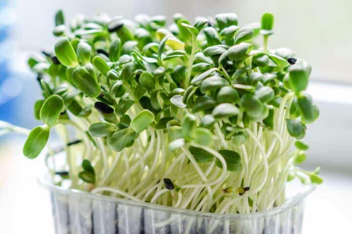 5 Best Sprouting Trays for Easy Home Growing
