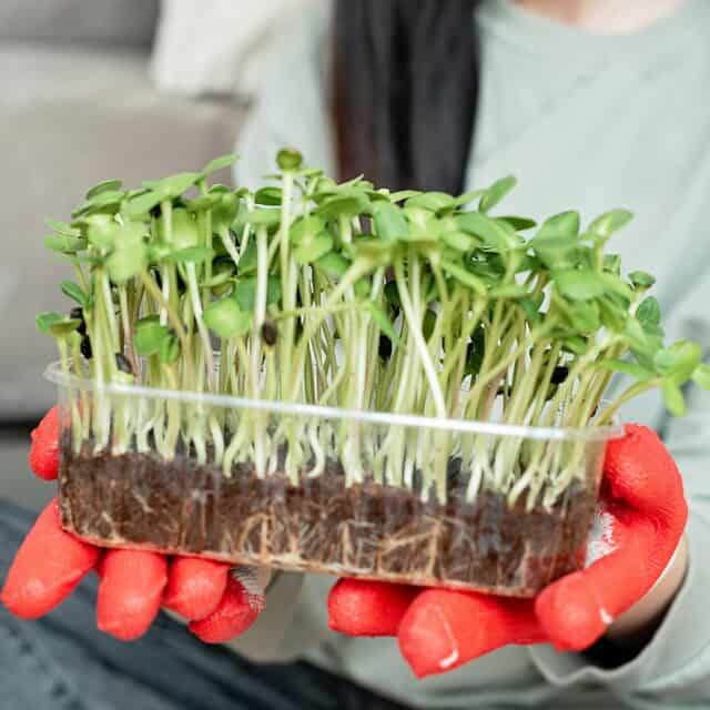 Best Sprouts to Eat Raw: Top 7 Nutritious Options