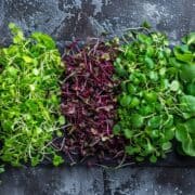 A Comprehensive Guide to Different Types of Sprouts