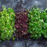 A Comprehensive Guide to Different Types of Sprouts