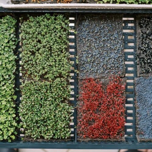 Best Sprouting Kits - The Wonderful World of Sprouts