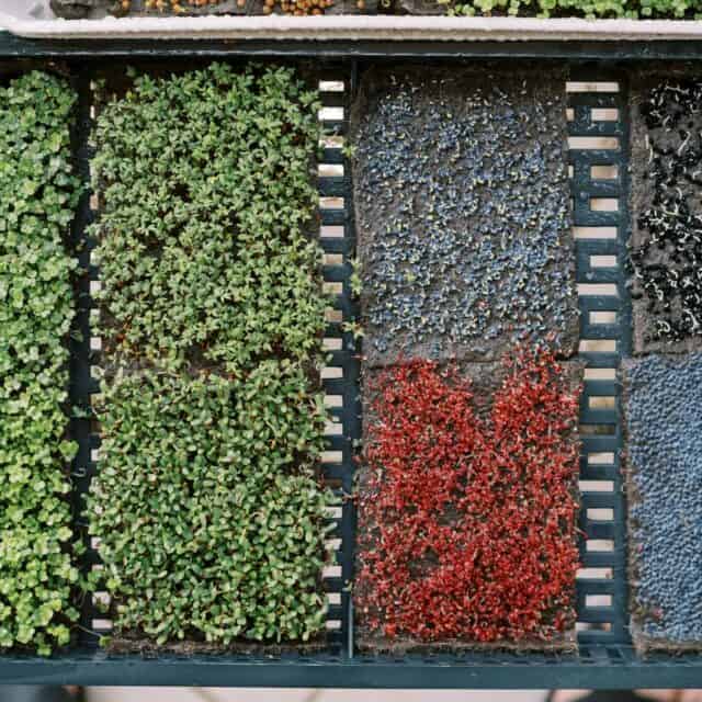 Best Sprouting Kits - The Wonderful World of Sprouts