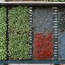 Best Sprouting Kits - The Wonderful World of Sprouts